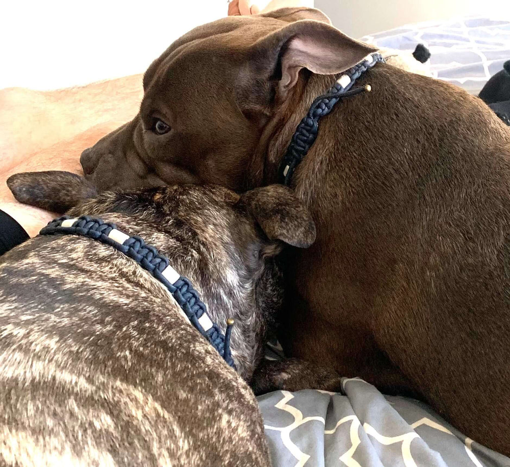 EM Campers and Canines